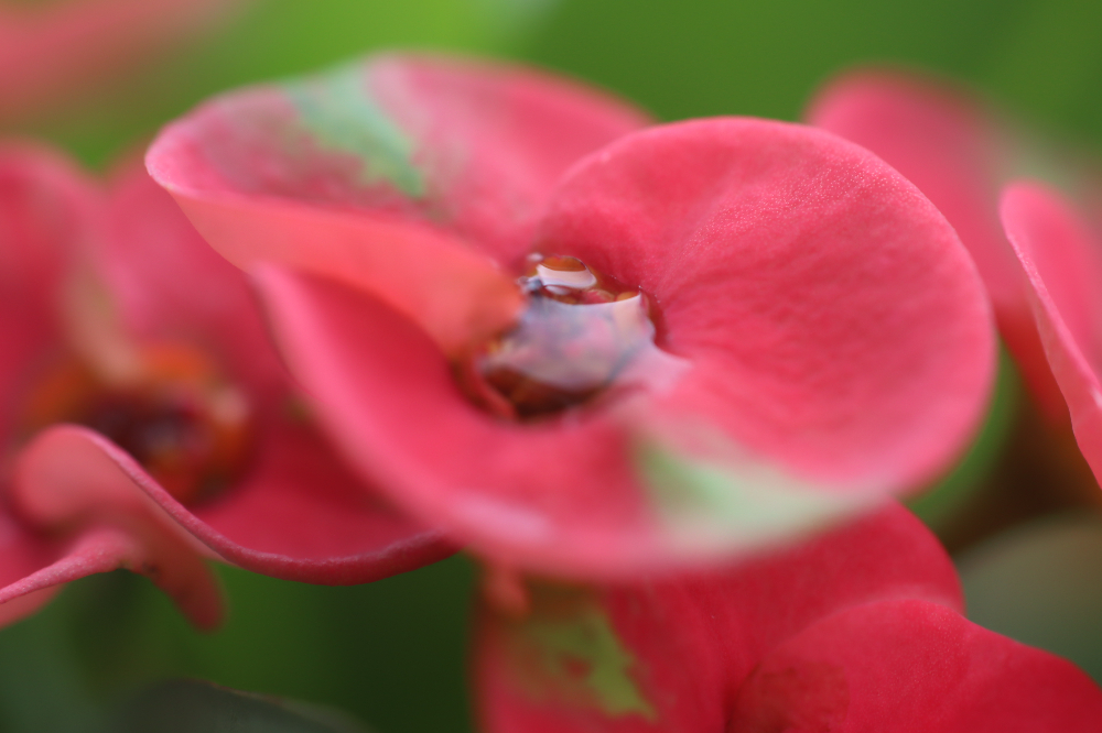 When a bee stings! | BULB